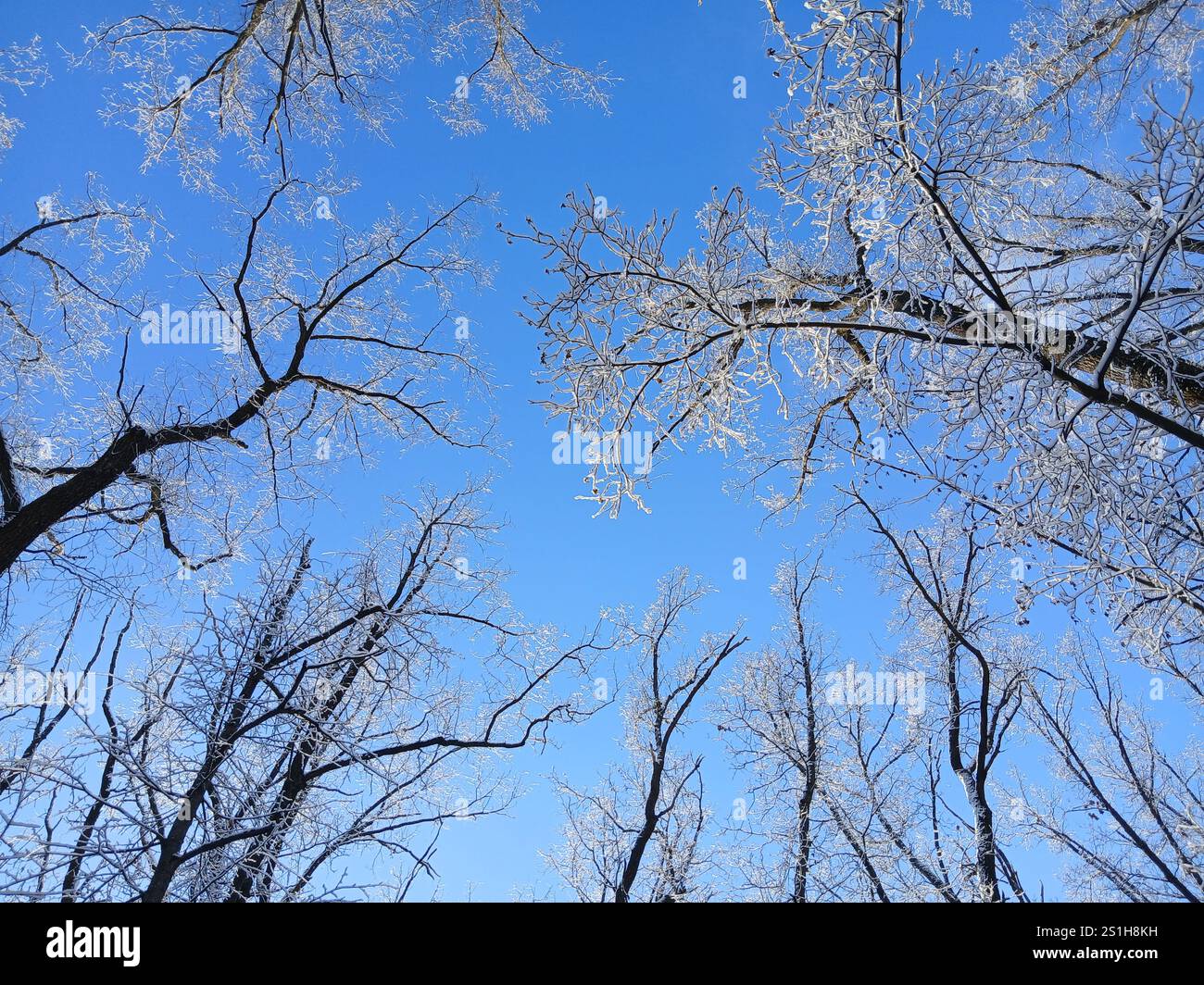 Tops trees view from below hi-res stock photography and images - Alamy