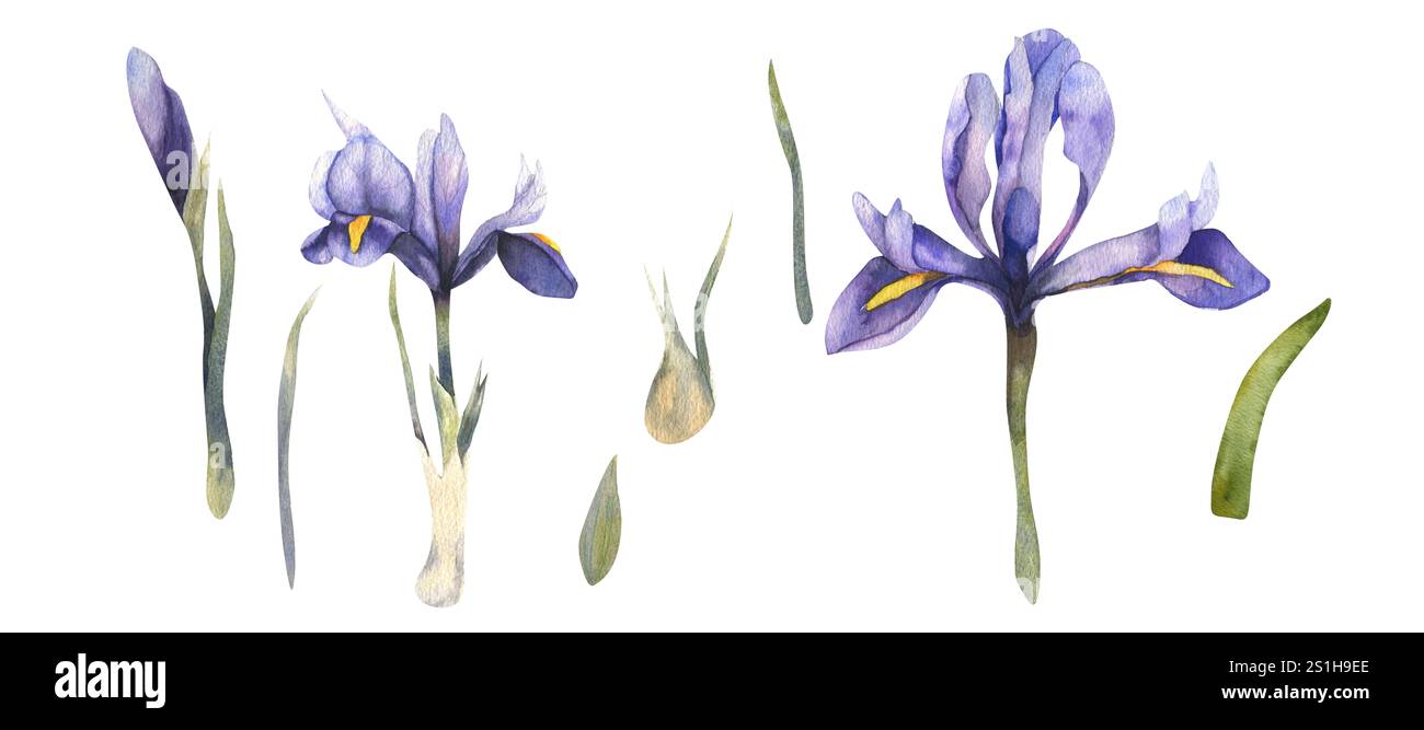 Spring violet flowers watercolor illustration. Isolated floral elements ...