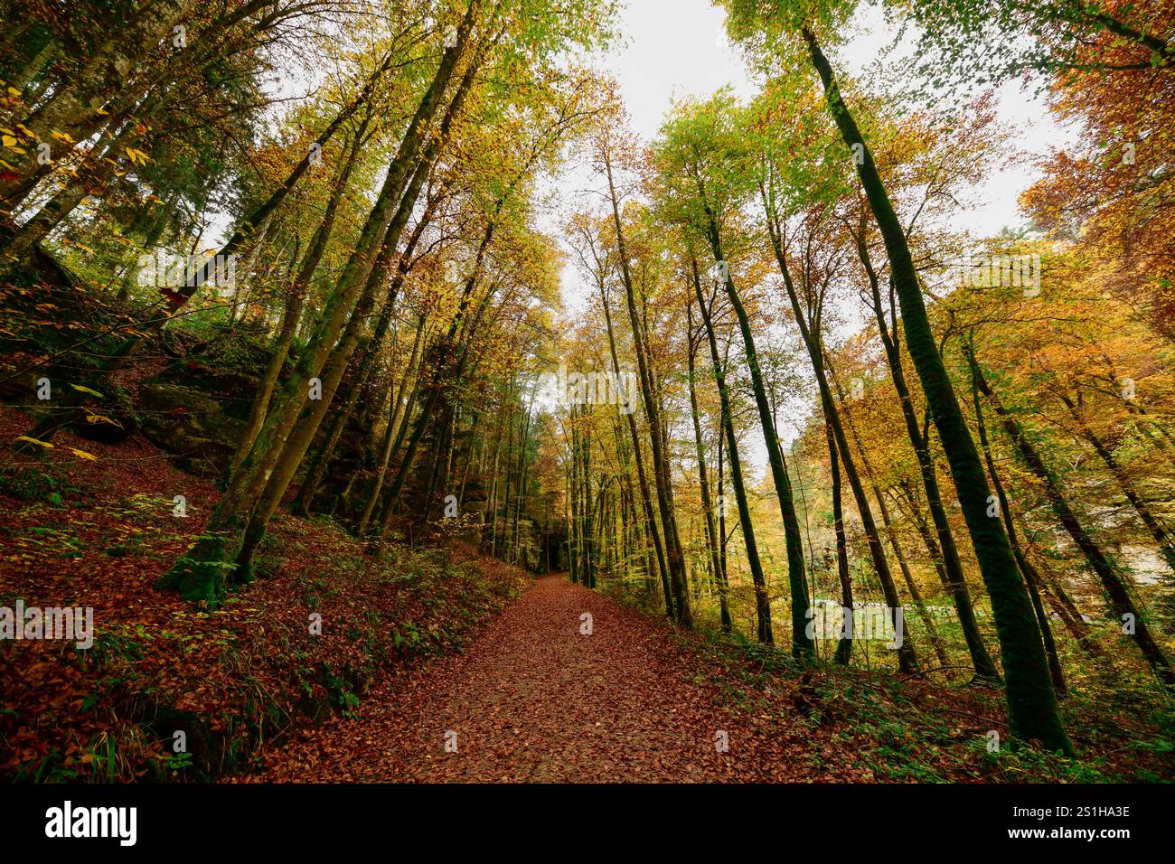 Herbstwald Herbstwald im omantischen Mullerthal in Luxemburg ...
