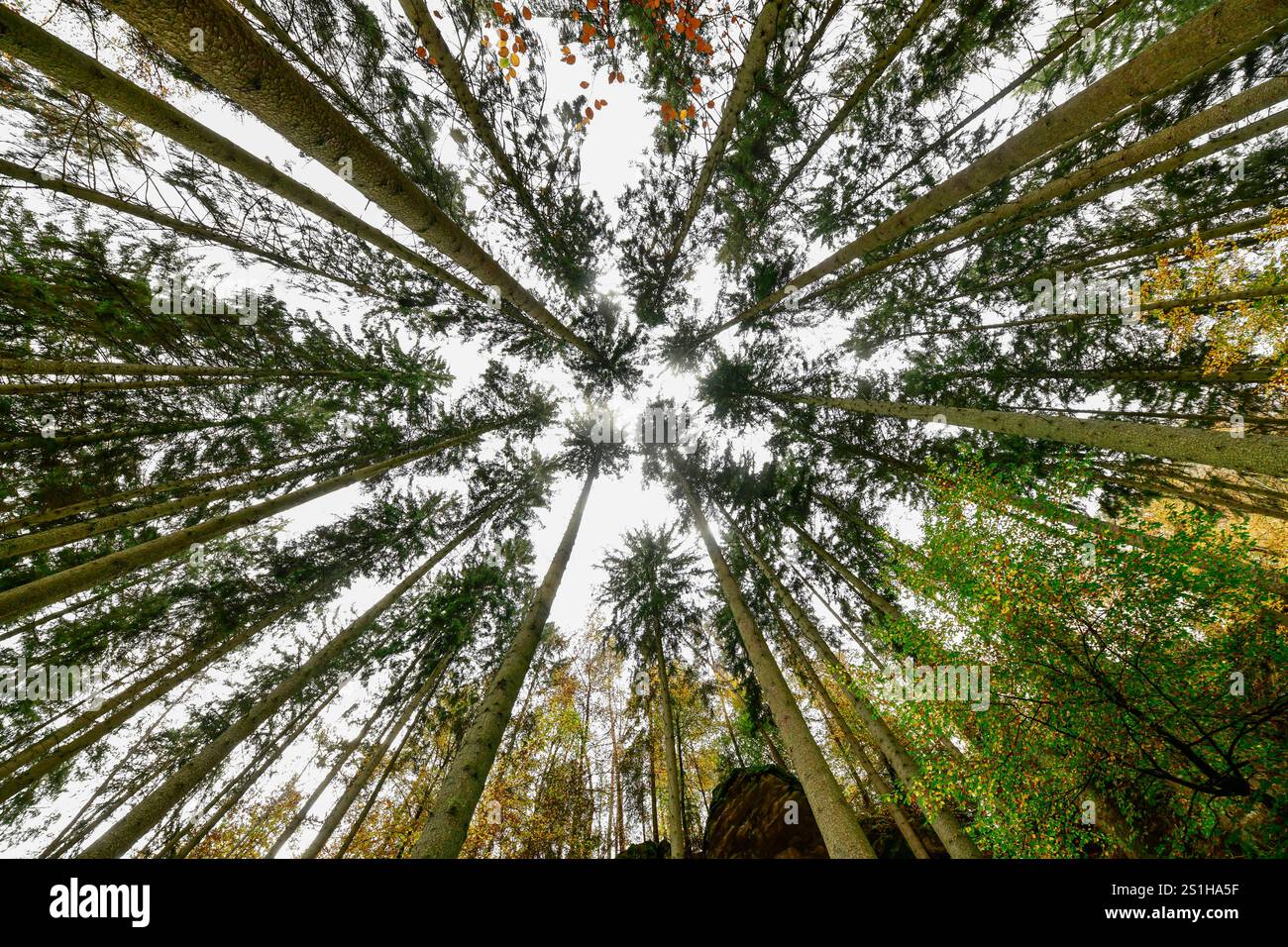 Herbstwald Herbstwald im omantischen Mullerthal in Luxemburg ...