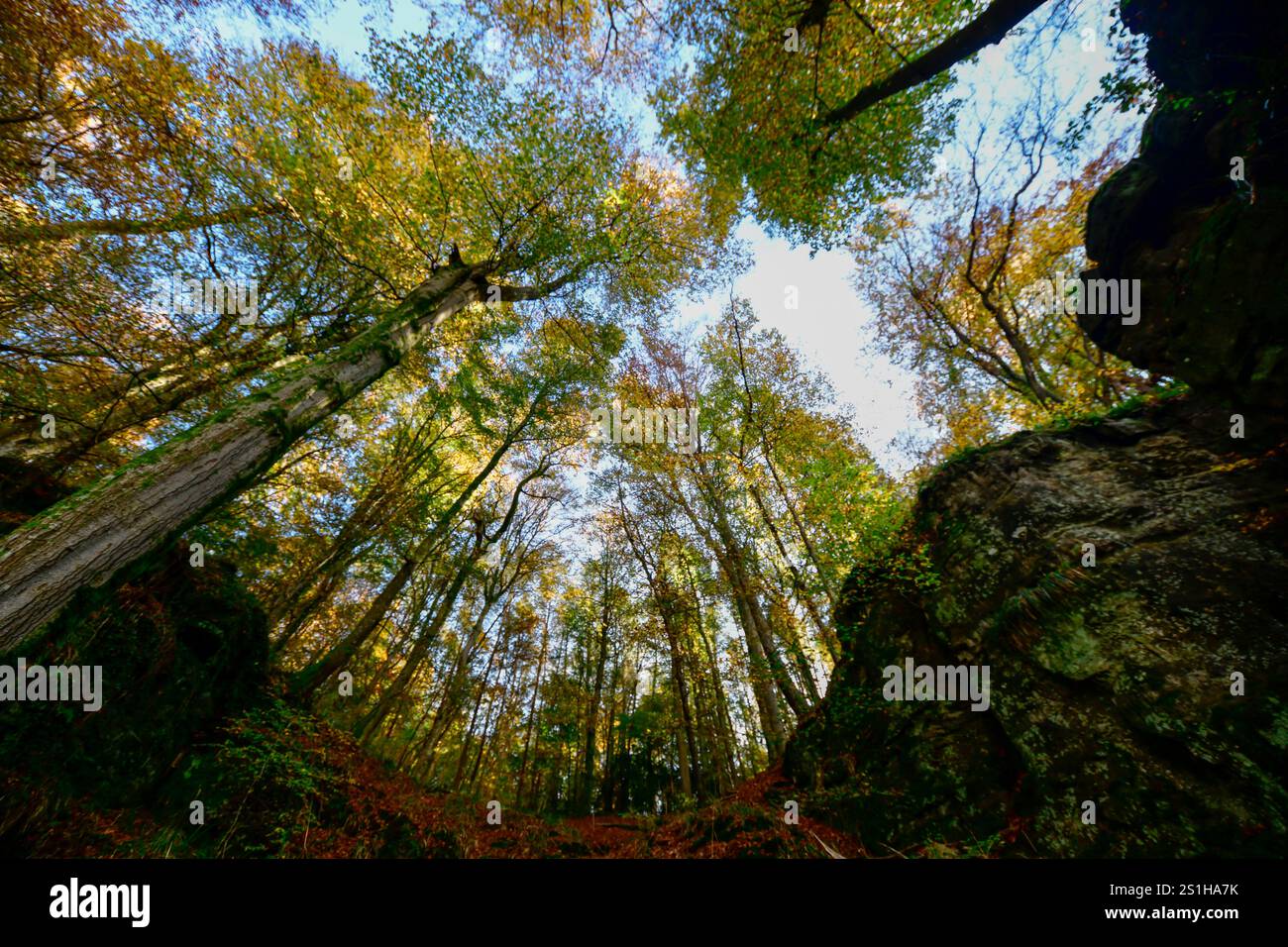 Herbstwald Herbstwald im omantischen Mullerthal in Luxemburg ...