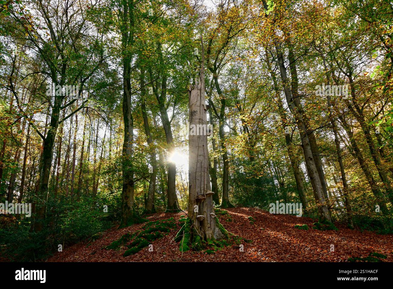 Herbstwald Herbstwald im omantischen Mullerthal in Luxemburg ...