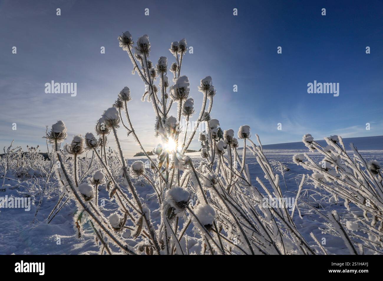 Hohenstein, Germany. 04th Jan, 2025. Hoarfrost has formed on faded ...