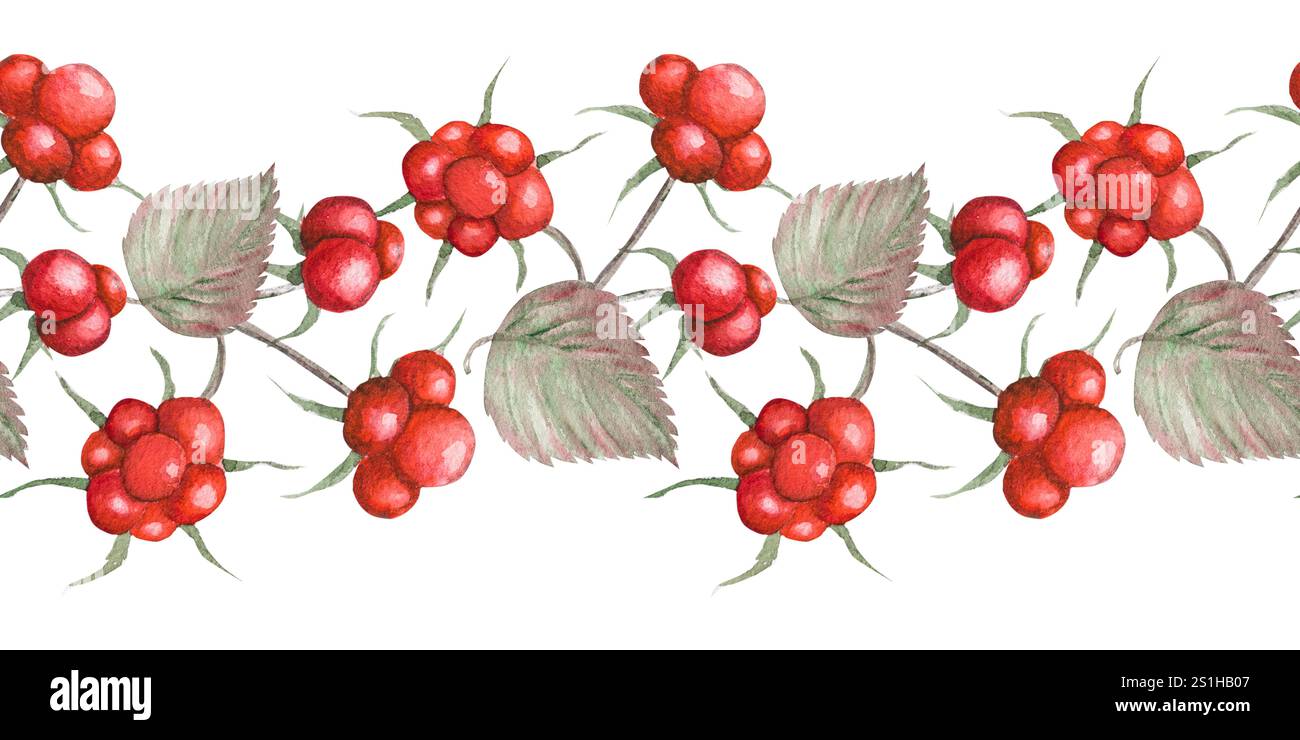 Bramble berries seamless border. Watercolor illustration of red berries ...