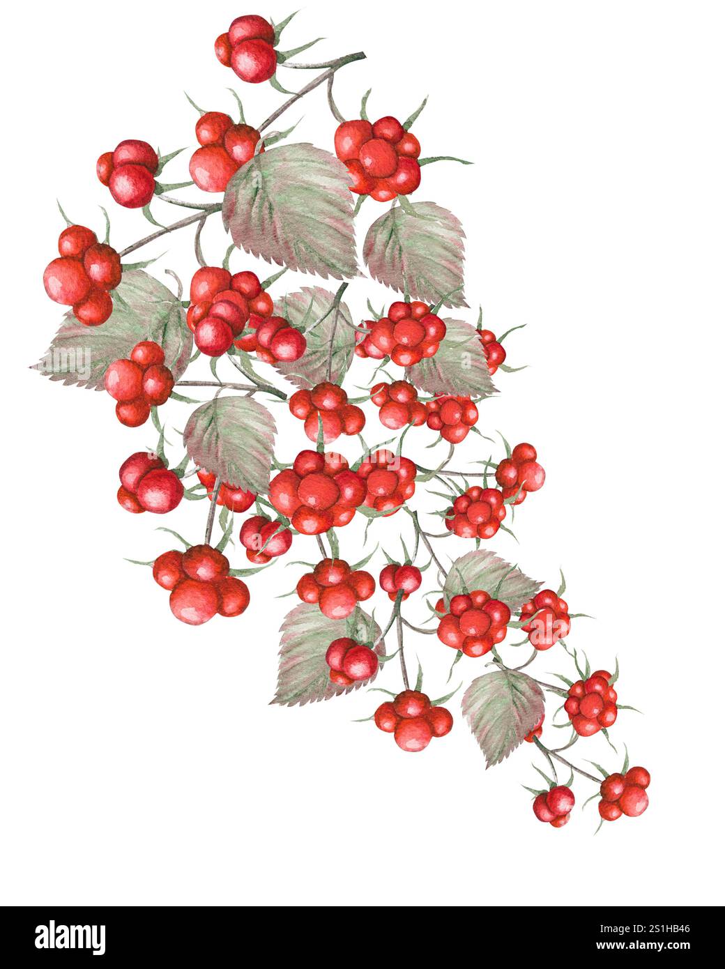 Bramble berry frame,watercolor illustration. Hand-painted watercolor ...