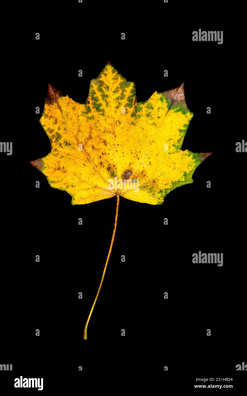 The colourful colorful dead leaf of a Sycamore maple tree Acer ...