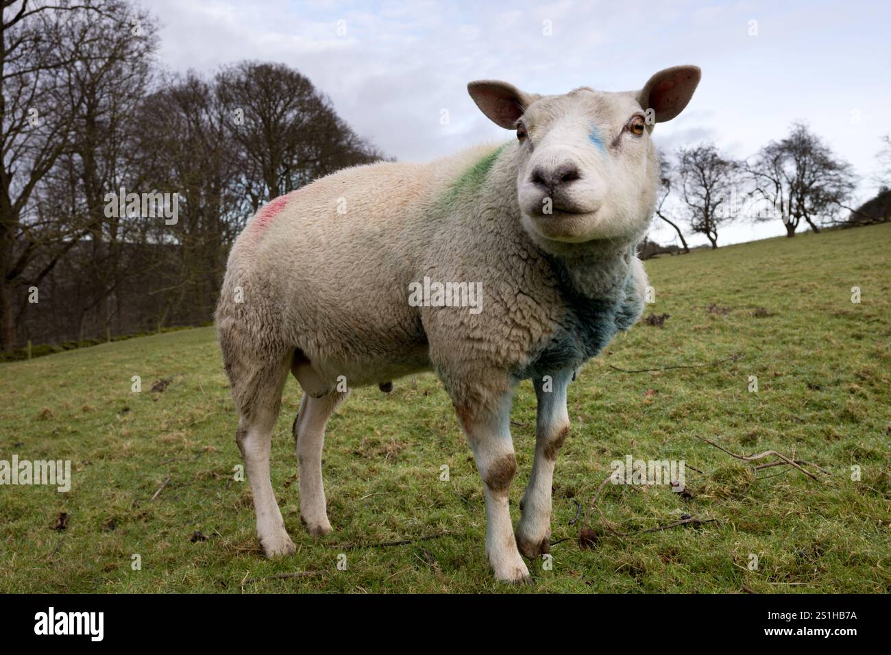 A Texel breed ram, West Burton, Wensleydale, Yorkshire Dales National ...