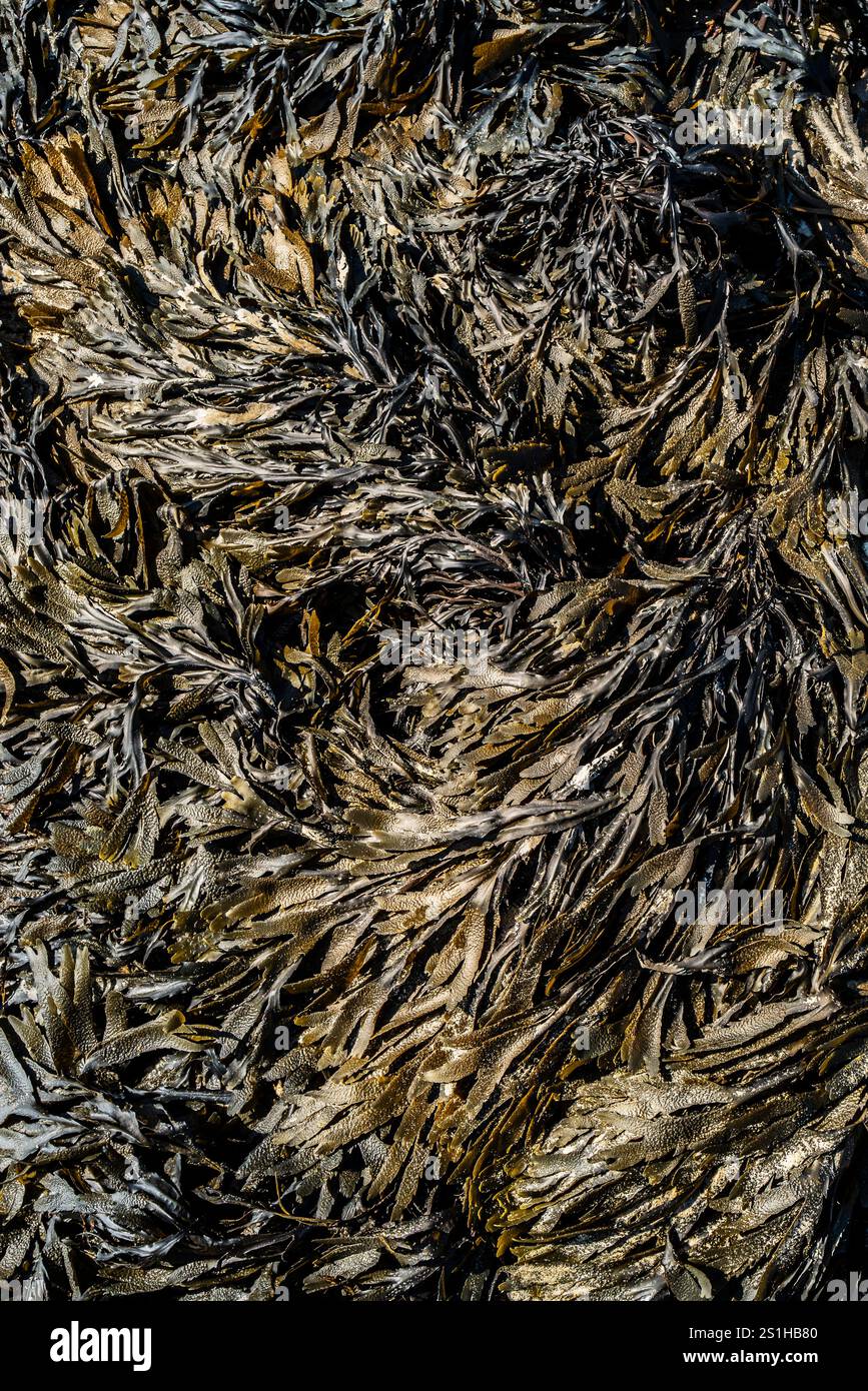 Serrated Wrack Fucus serratus seaweed on a beach in Newquay in Cornwall ...