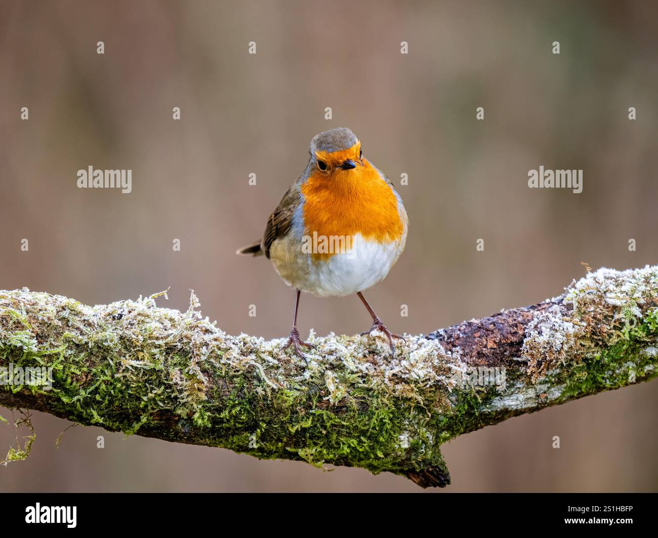 Robin on a frosty day in mid Wales Stock Photo - Alamy