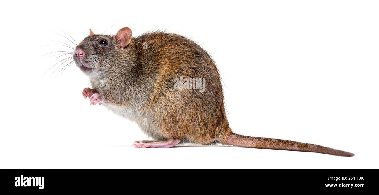 Side view of a brown rat looking up On its hind legs, Rattus norvegicus ...