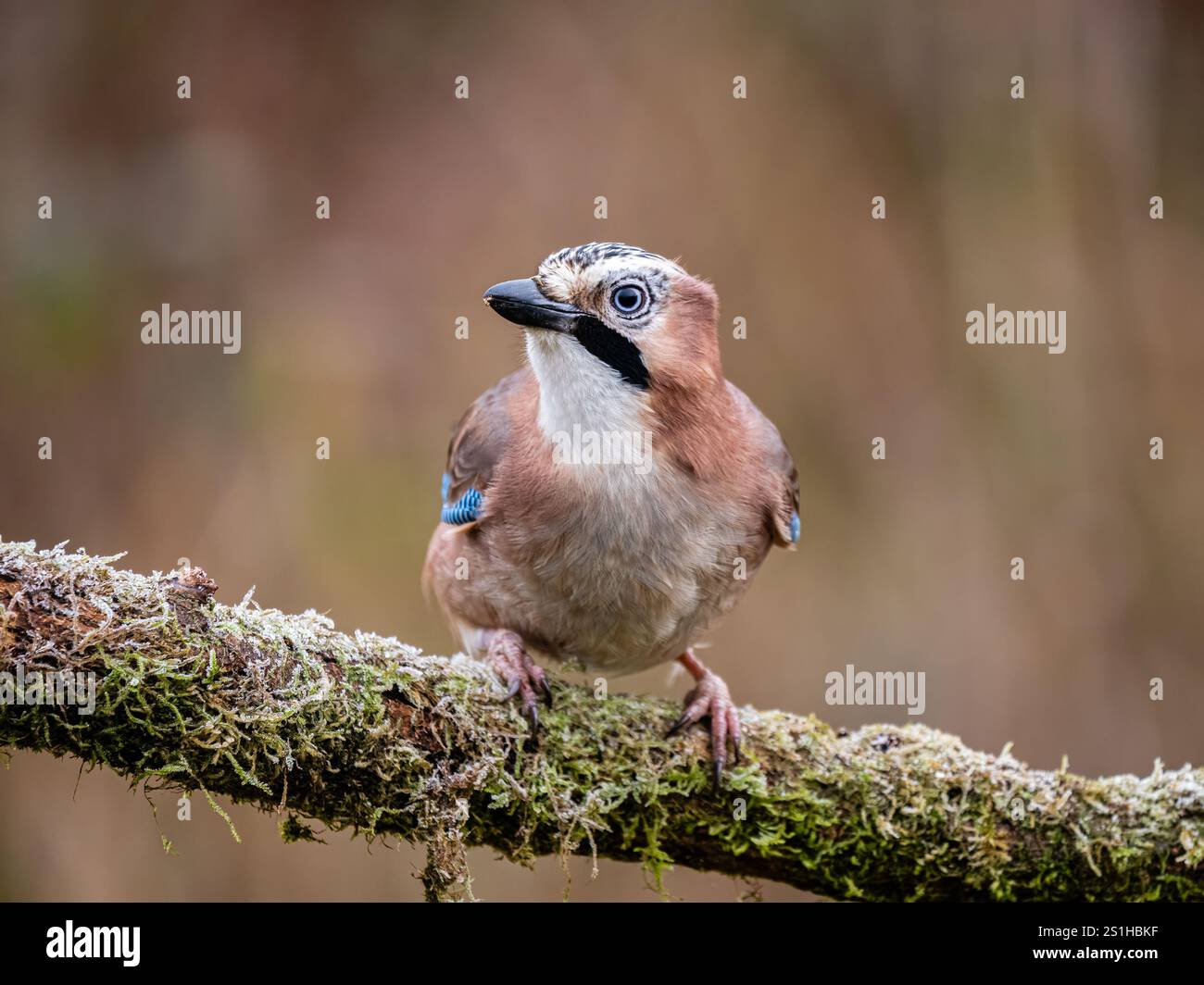 Aberystwyth, Ceredigion, Wales, UK. 04th Jan, 2025. The sub-zero ...