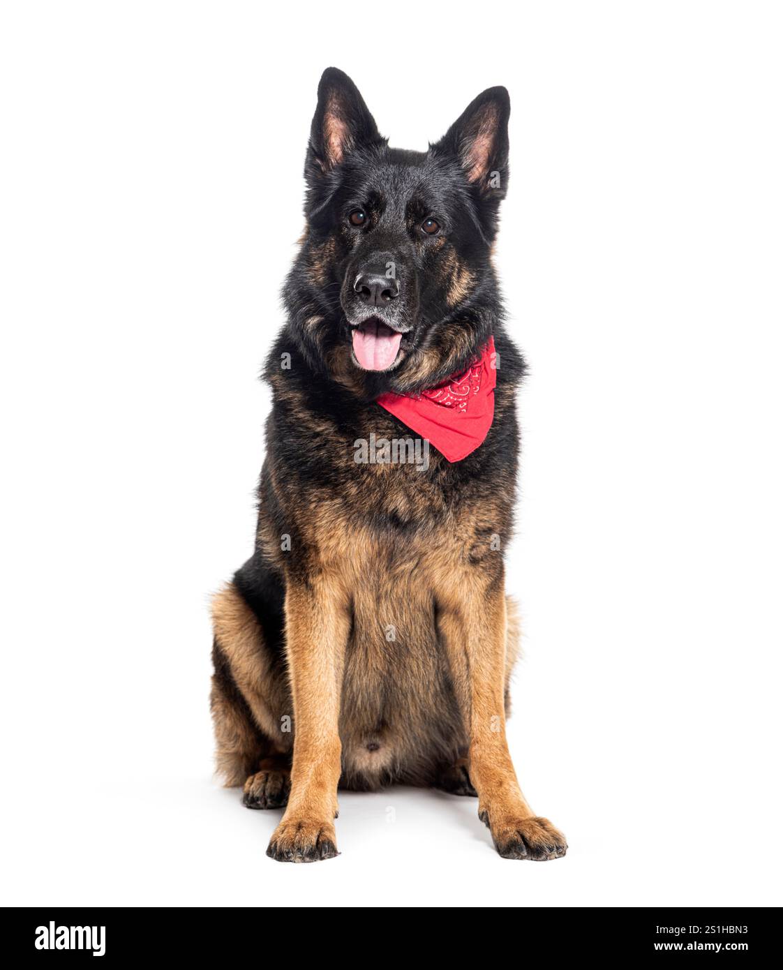 Panting German shepherd wearing a red scarf, isolated on white Stock ...