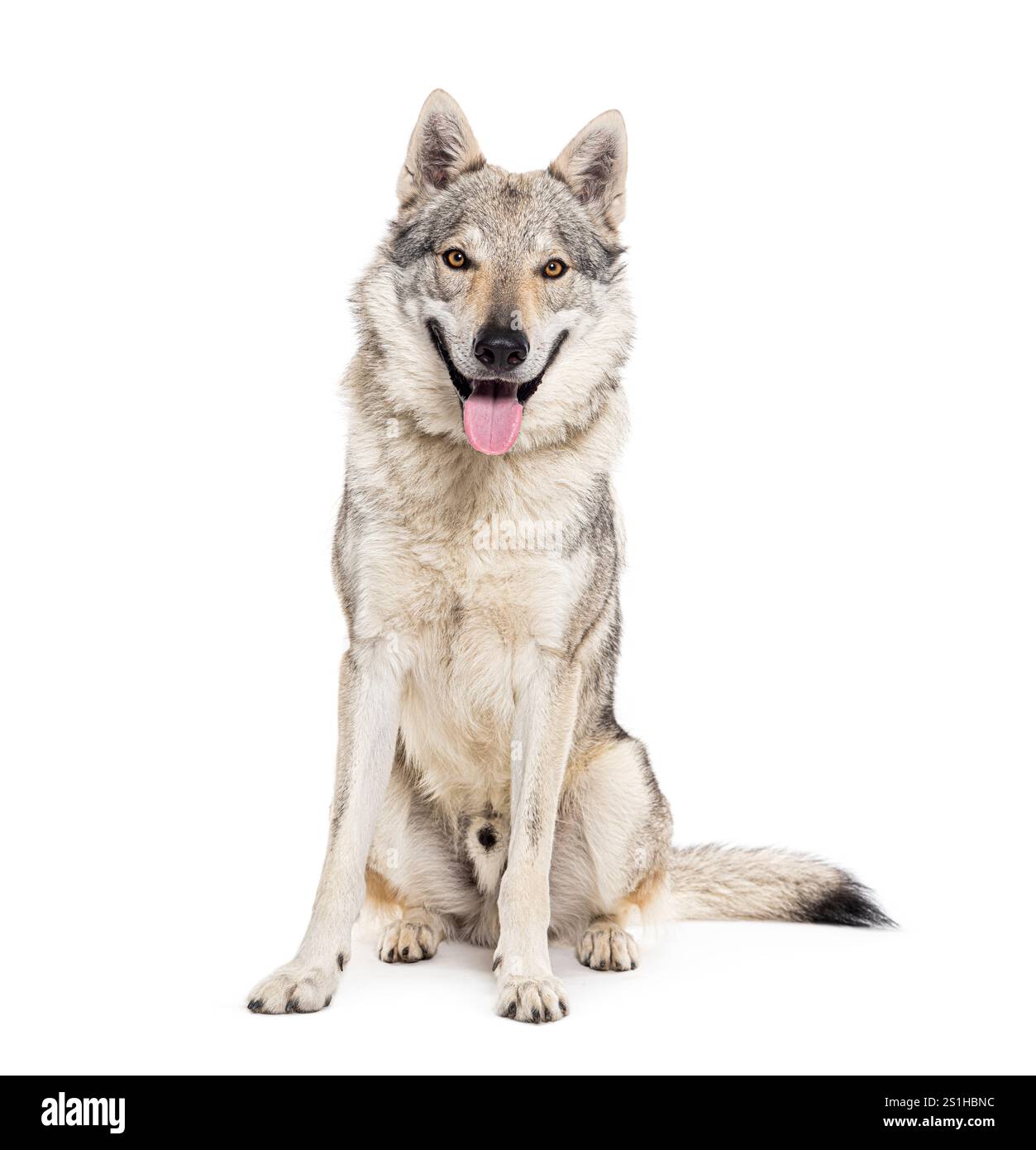 Sitting czechoslovakian wolf dog hi-res stock photography and images ...