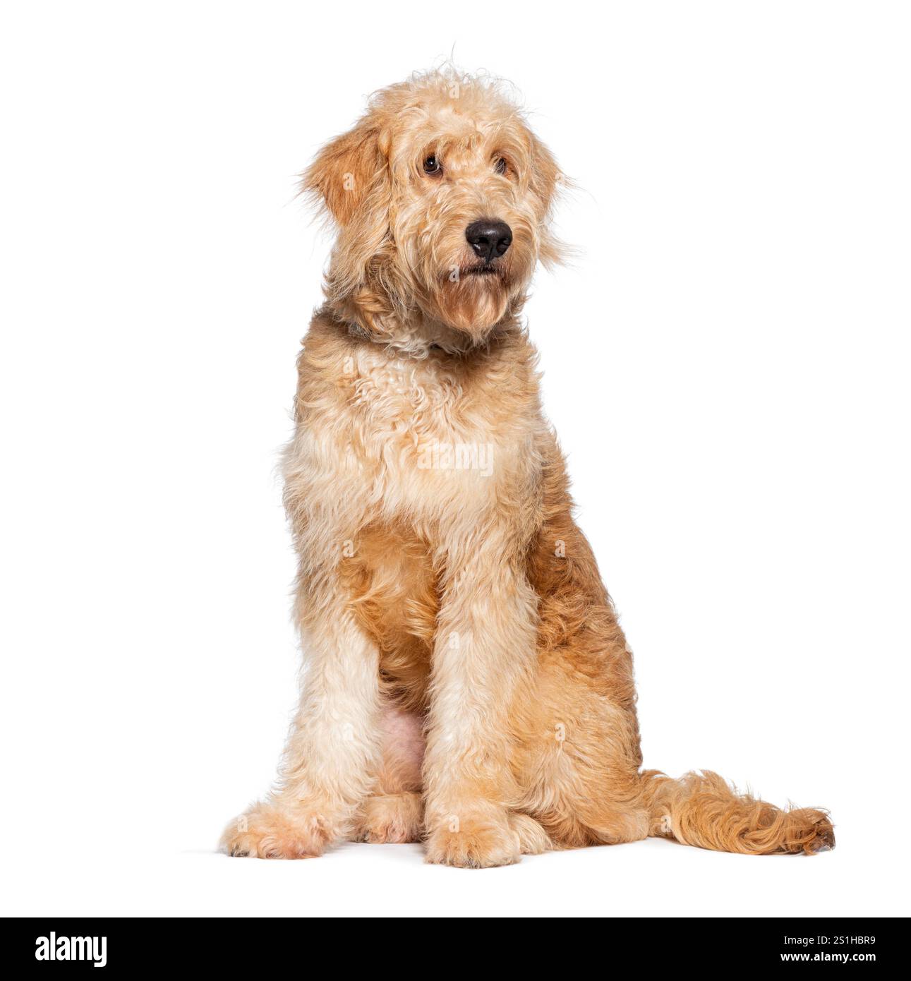 Cute goldendoodle pup poses seated against a white background Stock ...