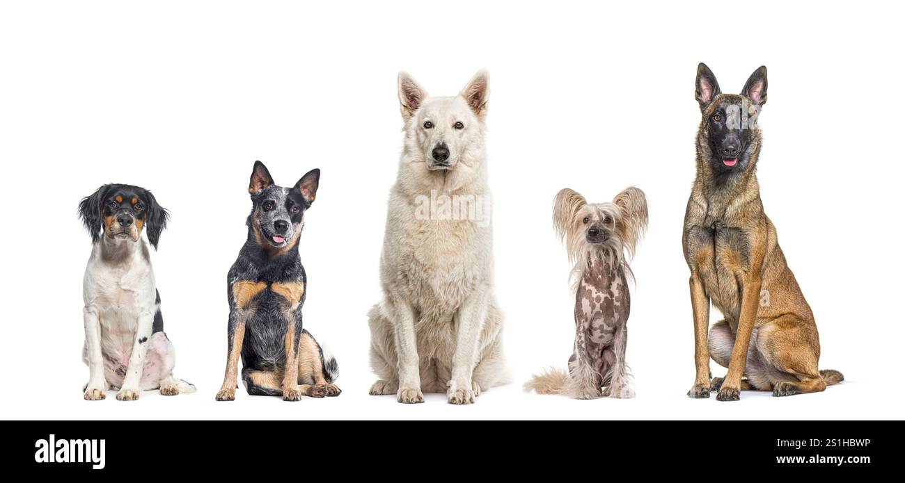 Five dogs of different breeds sitting together in a row, looking at the ...