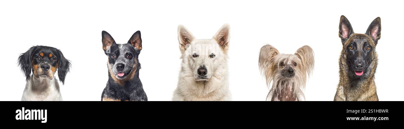 Portrait of five different breed dogs side by side, isolated on white ...