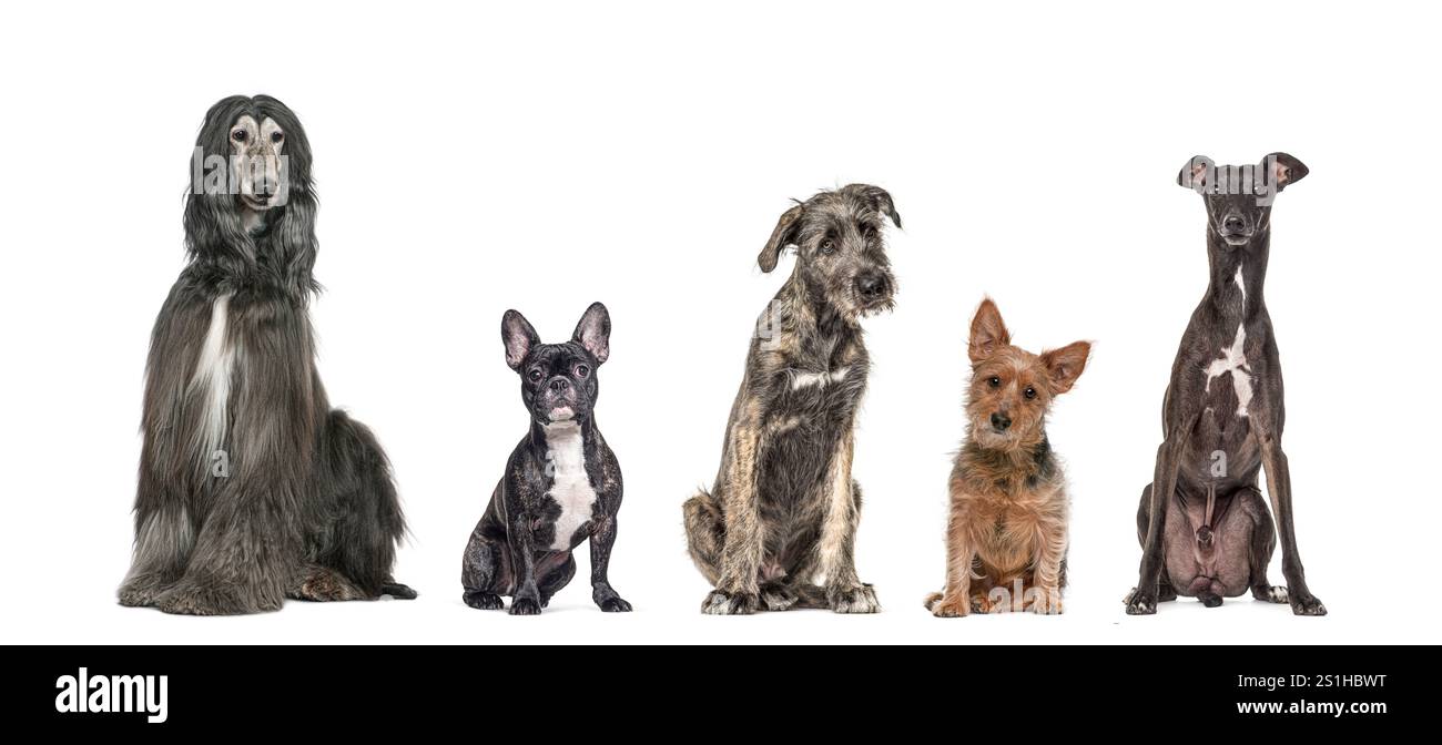 Five dogs of different breeds sitting together in a row, looking at the ...