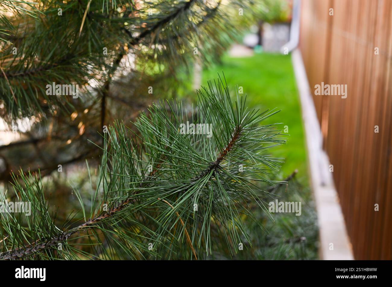 lush branches of a pine tree with long green needles growing in the ...