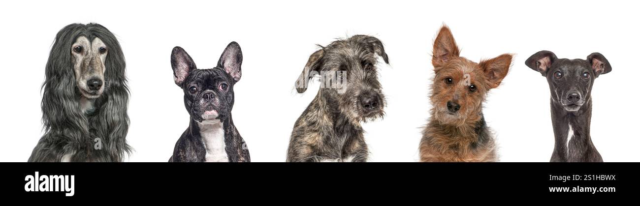 Portrait of five different breed dogs side by side, isolated on white ...