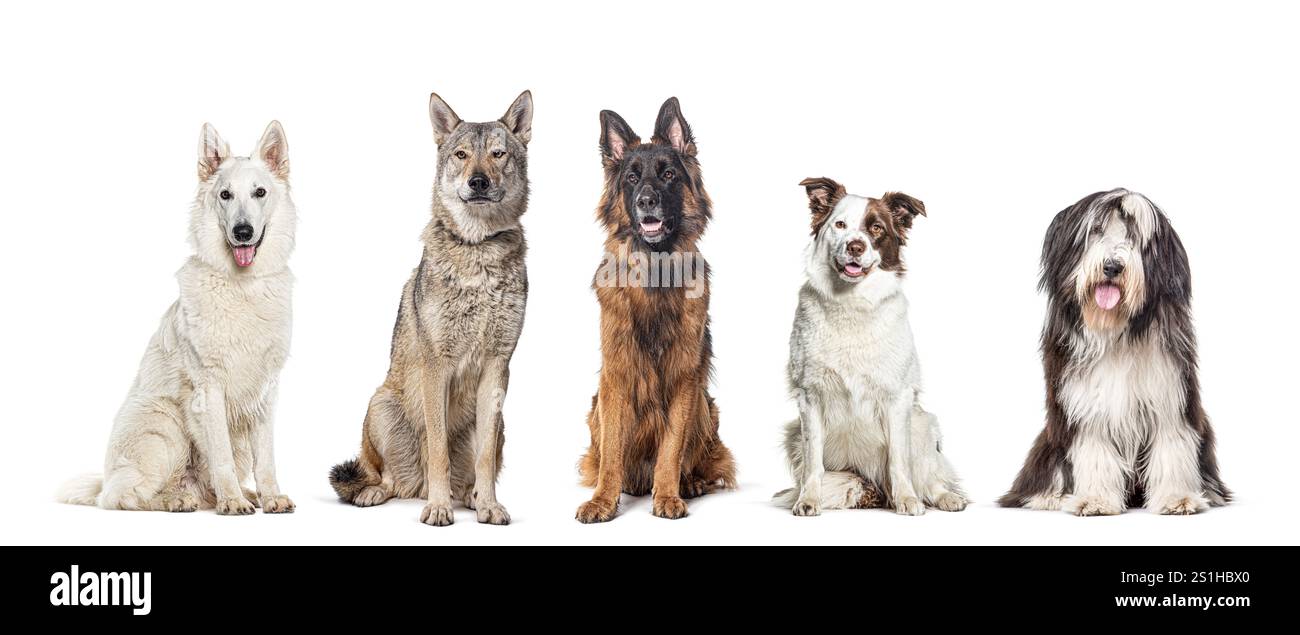 Five dogs of different breeds sitting together in a row, looking at the ...
