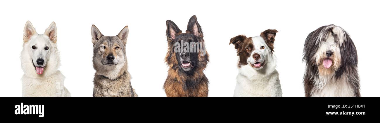 Portrait of five different breed dogs side by side, isolated on white ...