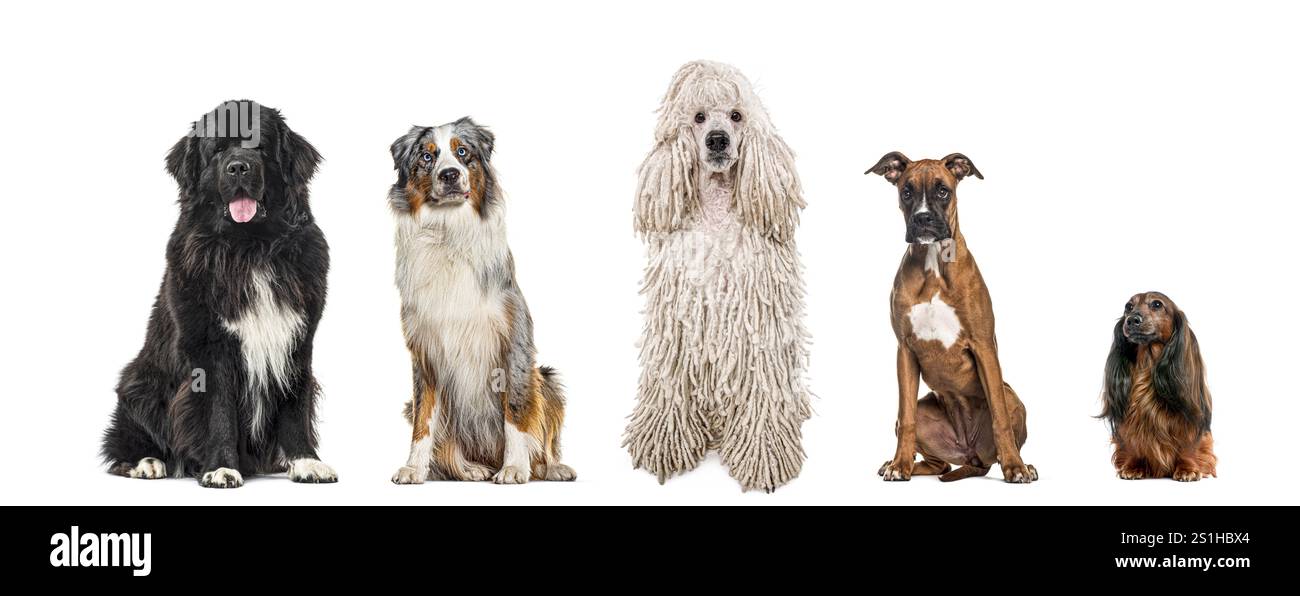 Five dogs of different breeds sitting together in a row, looking at the ...