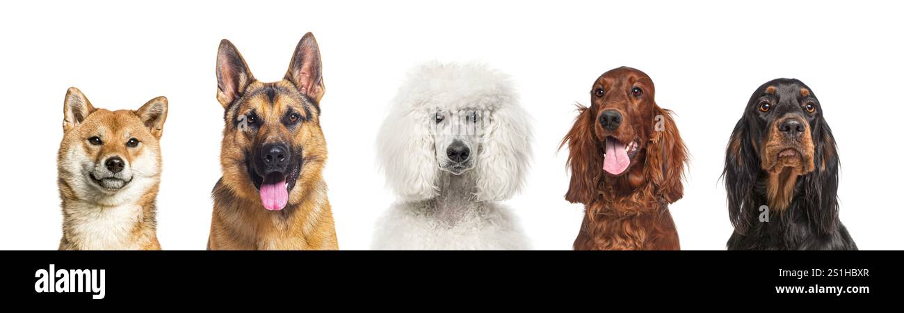 Portrait of five different breed dogs side by side, isolated on white ...