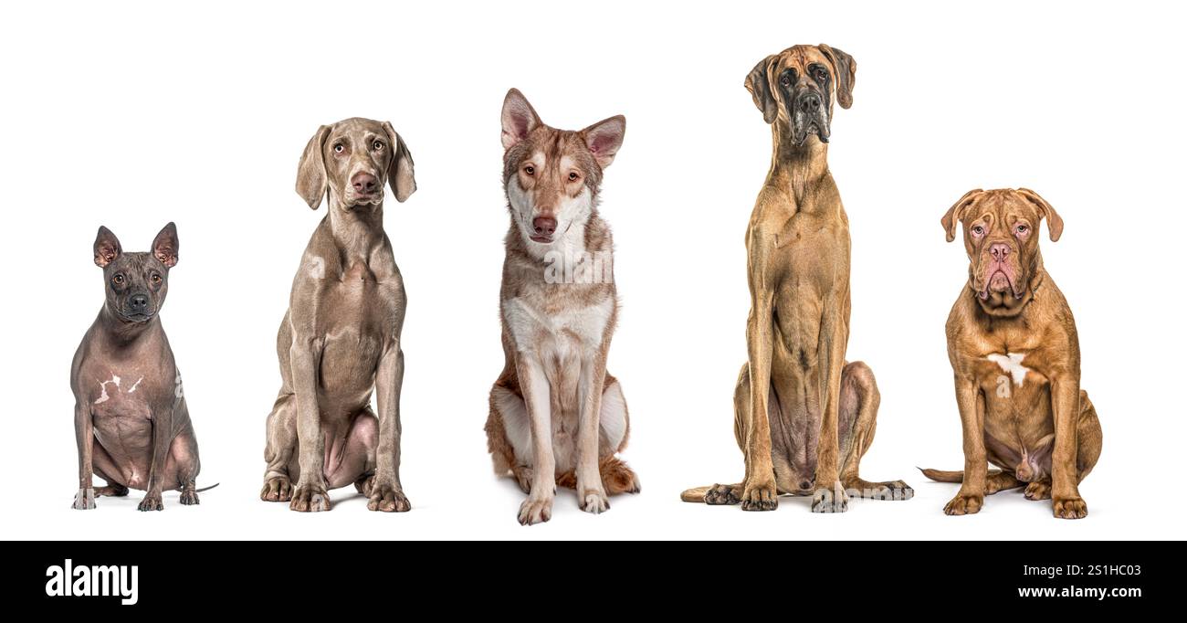 Five dogs of different breeds sitting together in a row, looking at the ...