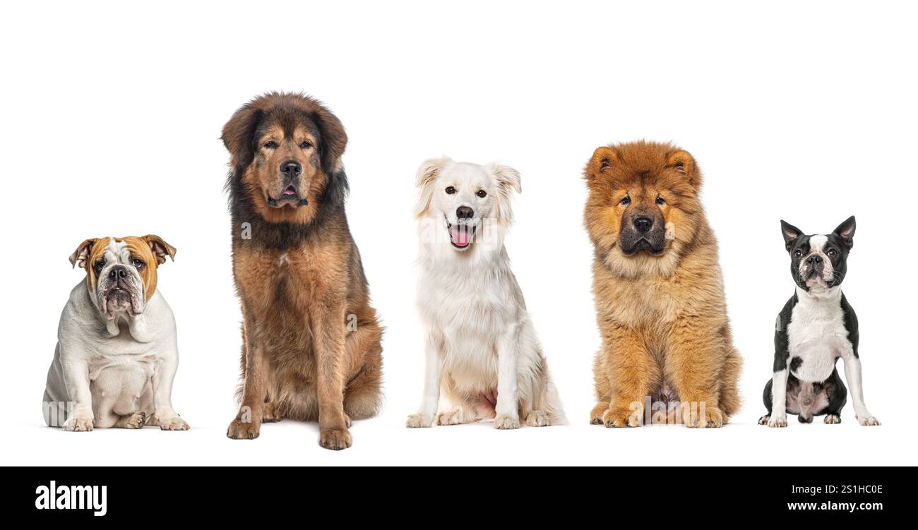 Five dogs of different breeds sitting together in a row, looking at the ...