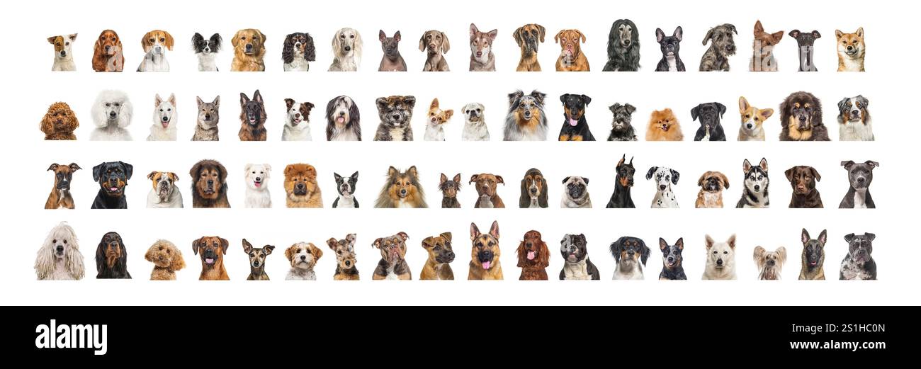 Collage of many different dog breeds heads, facing and looking at the camera against a neutral ...