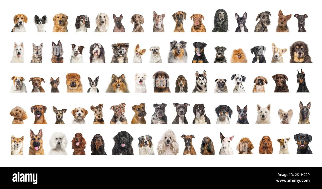 Dog breeds multiple Cut Out Stock Images & Pictures - Alamy