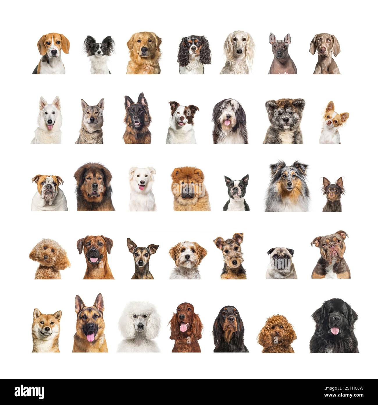 Collage of many different dog breeds heads, facing and looking at the camera against a neutral ...
