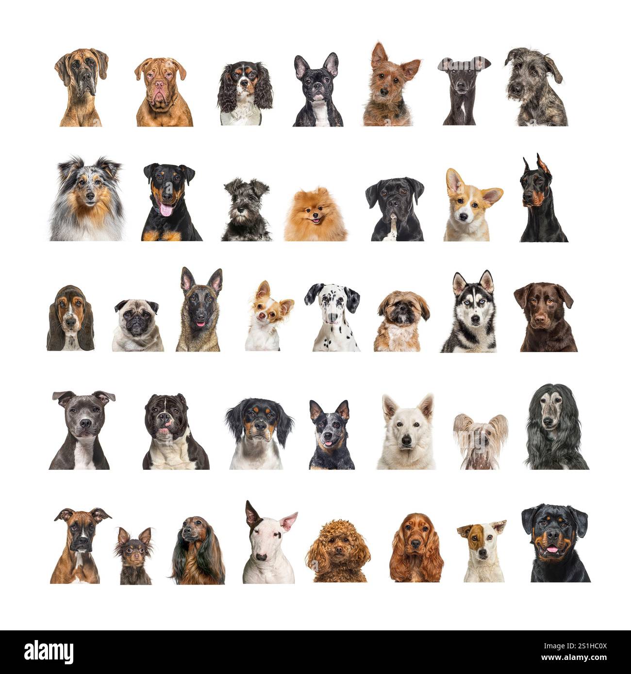 Collage of many different dog breeds heads, facing and looking at the camera against a neutral ...