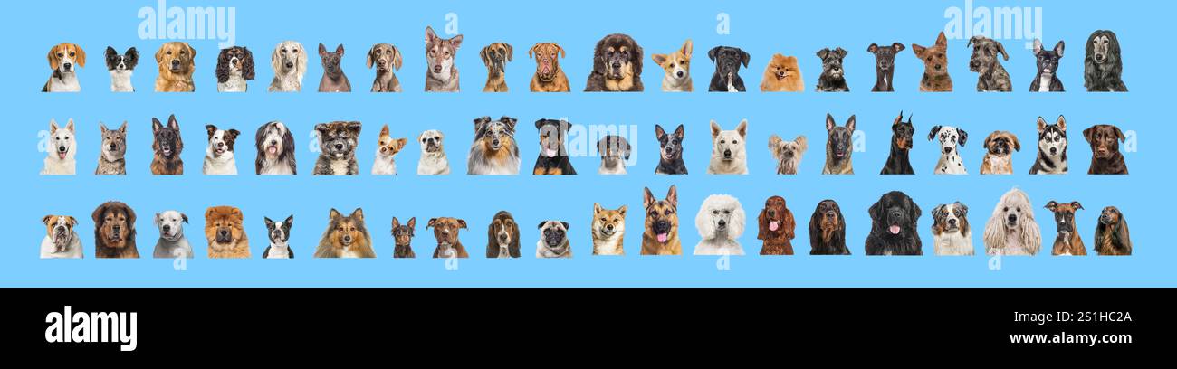 Collage of many different dog breeds heads, facing and looking at the camera against a neutral ...