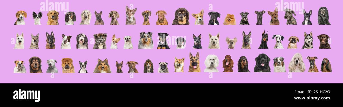 Collage of many different dog breeds heads, facing and looking at the ...
