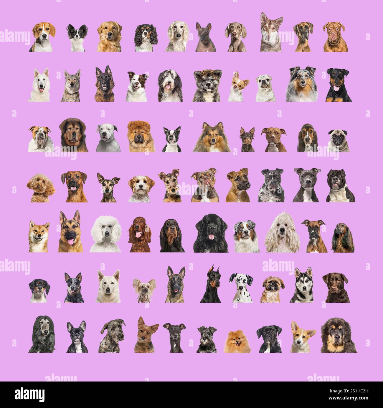 Collage of many different dog breeds heads, facing and looking at the ...