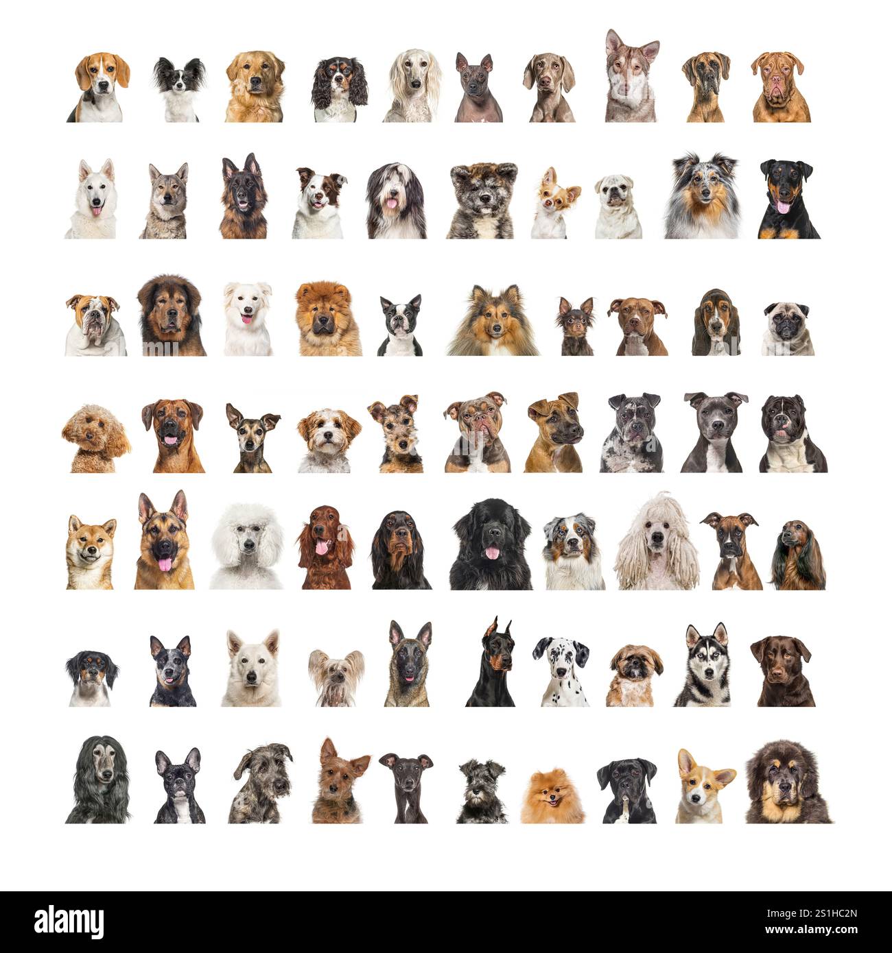 Collage of many different dog breeds heads, facing and looking at the camera against a neutral ...