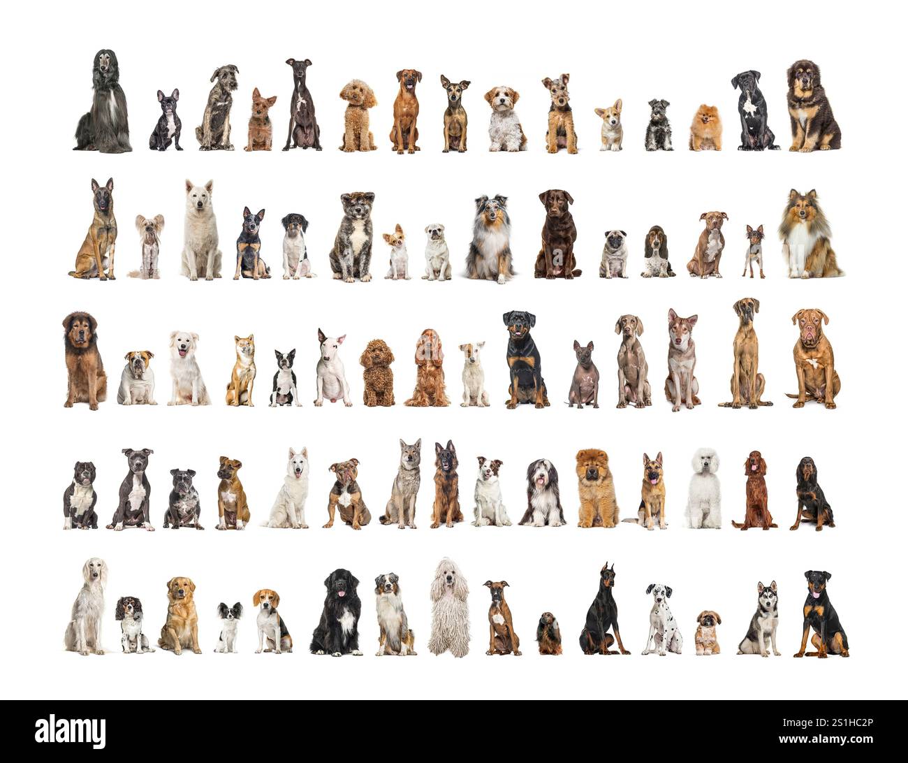 Collage of many different dog breeds sitting facing at the camera against a neutral background ...