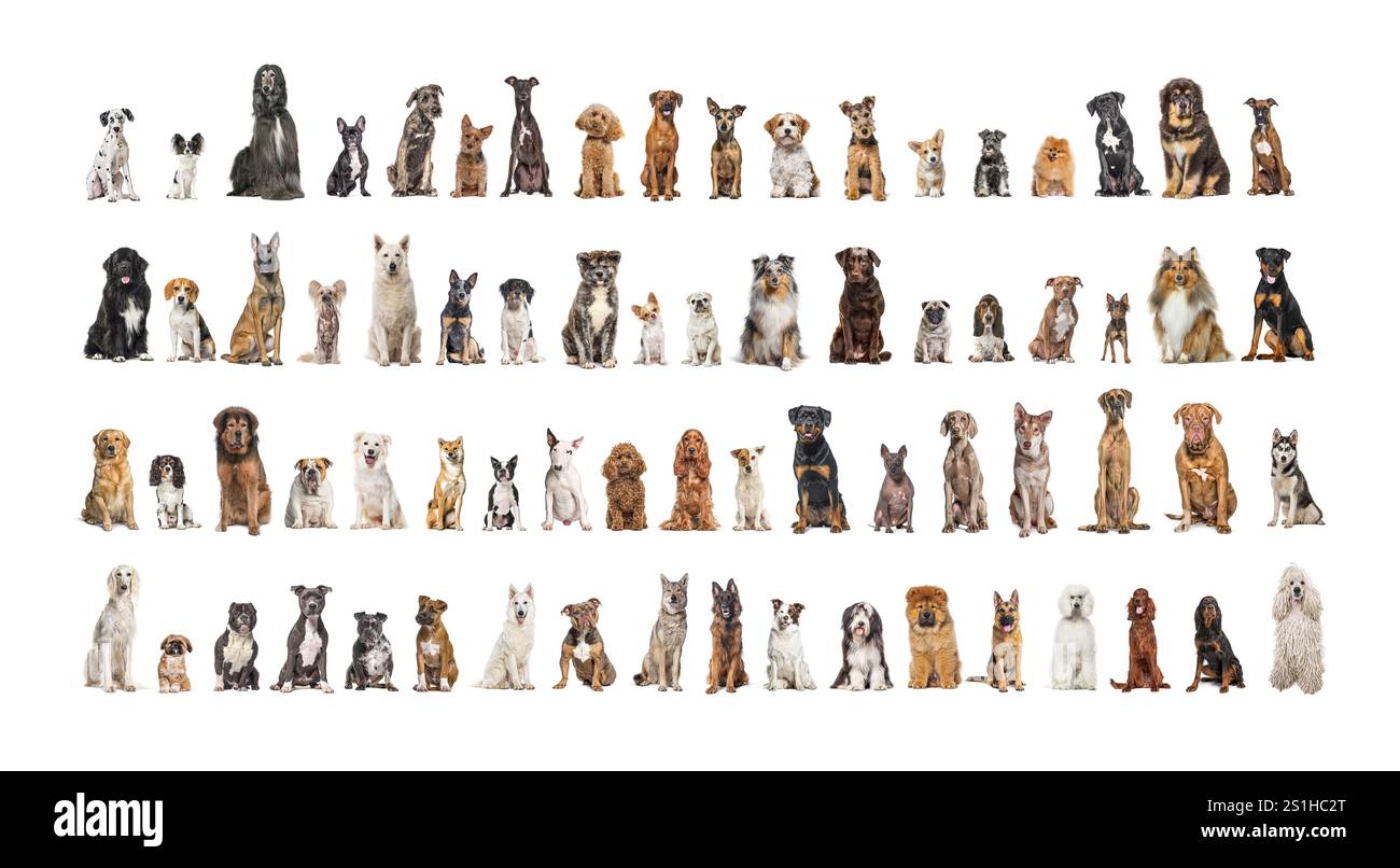 Collage of many different dog breeds sitting facing at the camera ...