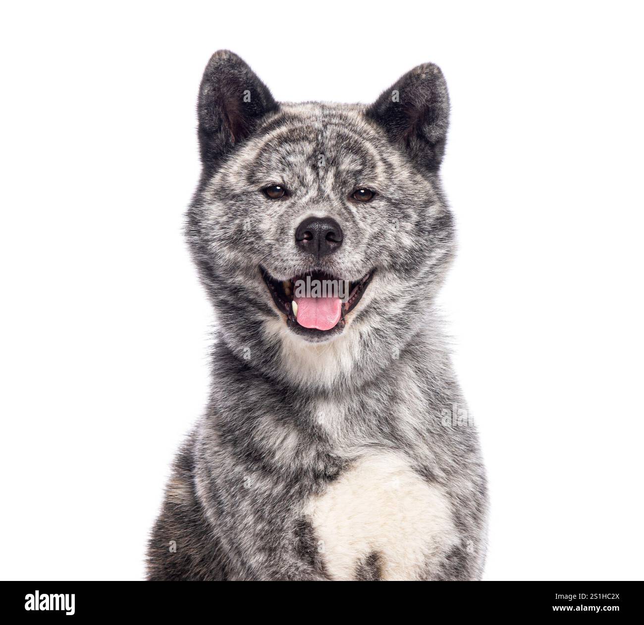 Happy akita inu dog panting and looking at camera with tongue out on ...