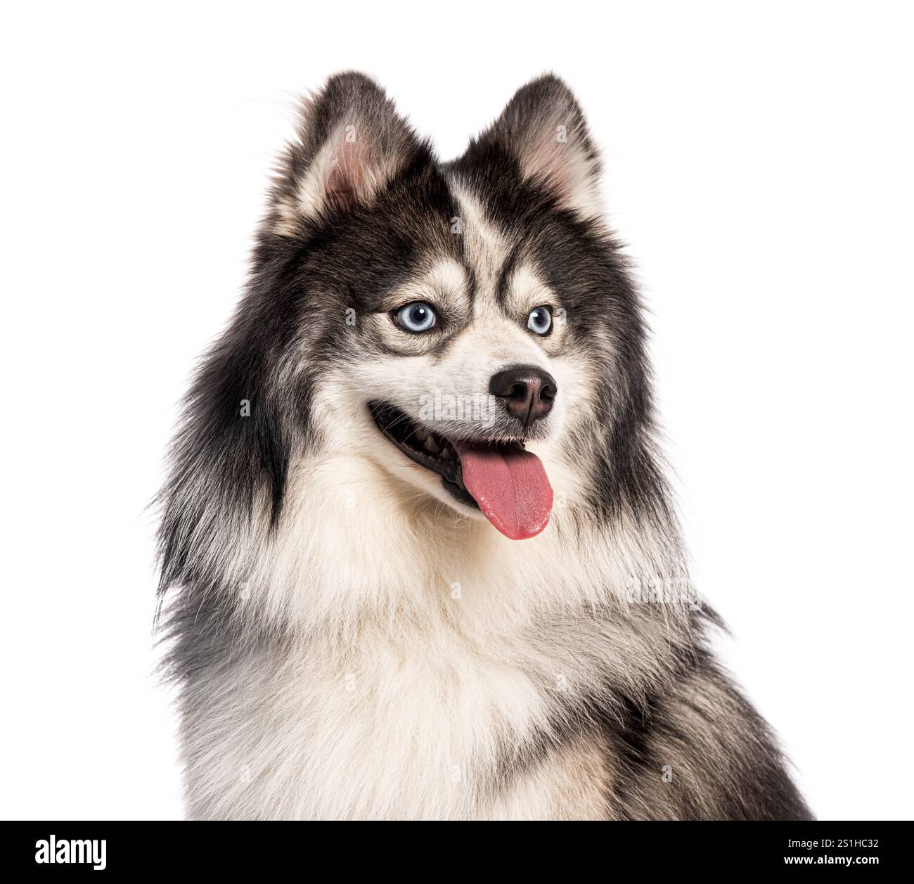 Pomsky panting, design dog, Husky crossed with a spitz, panting with ...