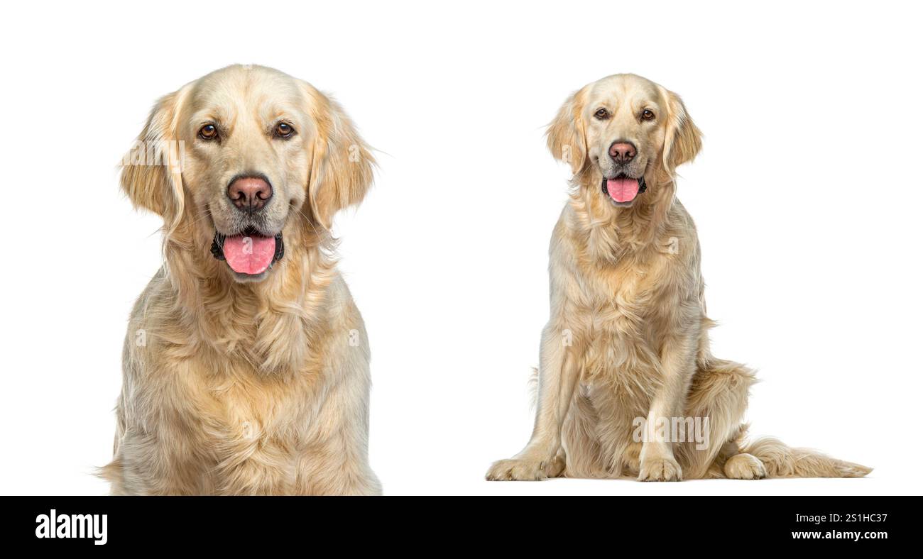 Head shot and full body portrait of a Golden Retriever Sitting, panting ...