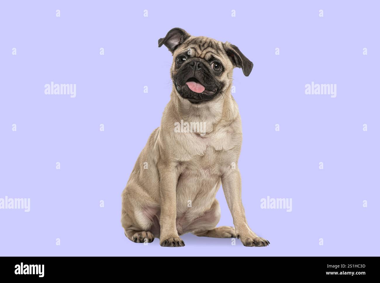 happy young pug dog panting mouth wide open, isolated on white ...