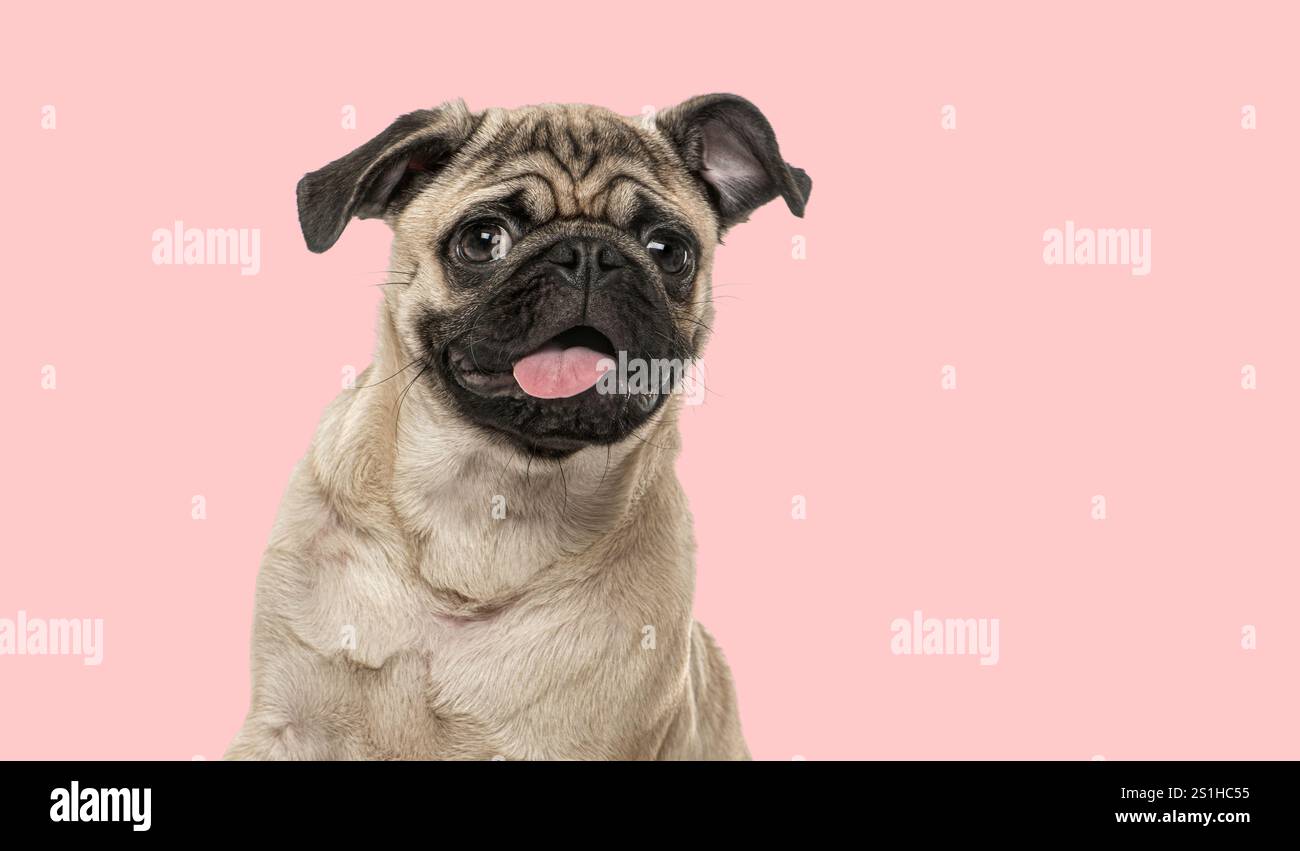 happy young pug dog panting mouth wide open, isolated on pink ...