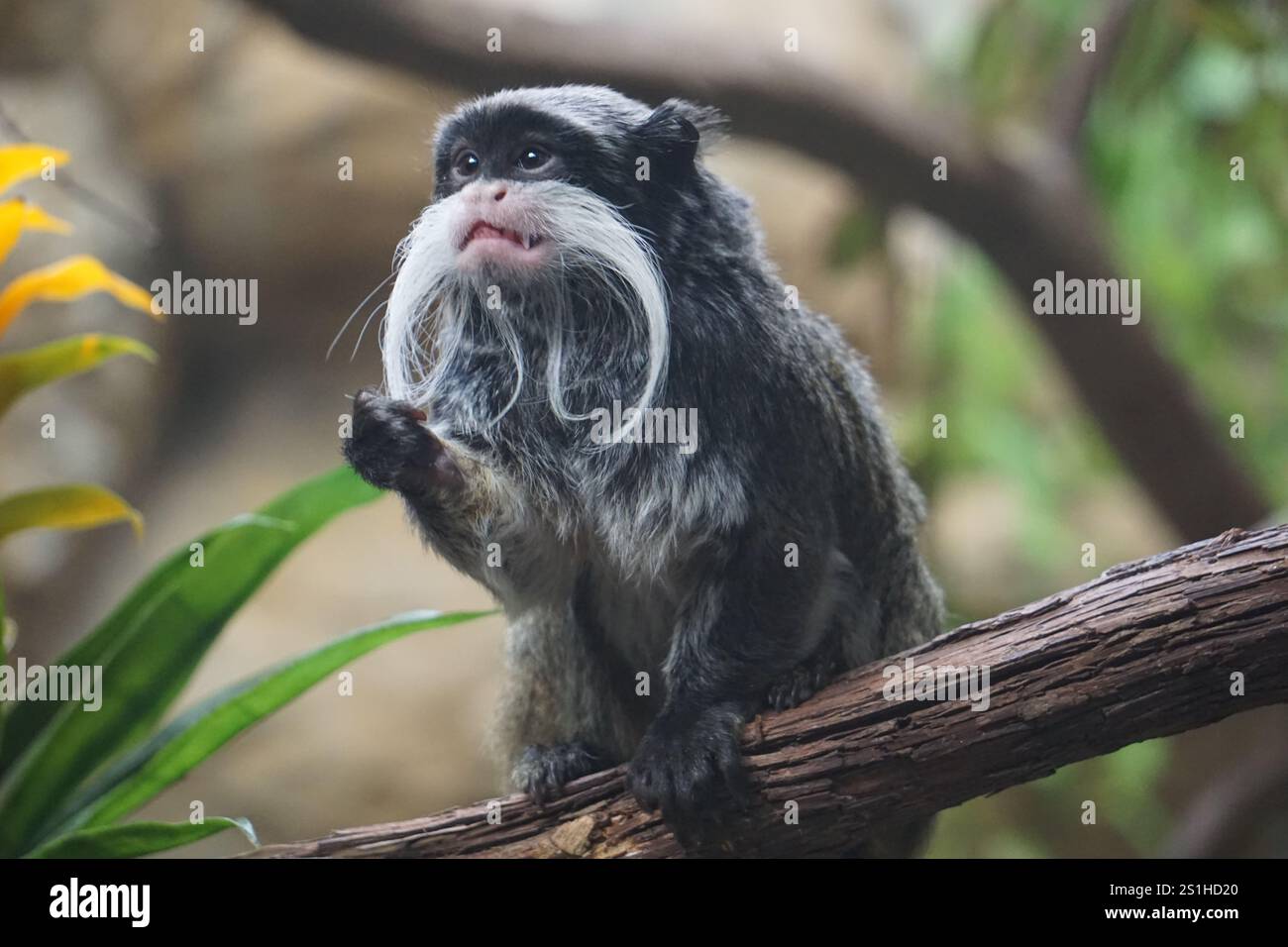 A cute Bearded Emperor Tamarin with big curious eyes holding its paw out while sitting on a tree ...