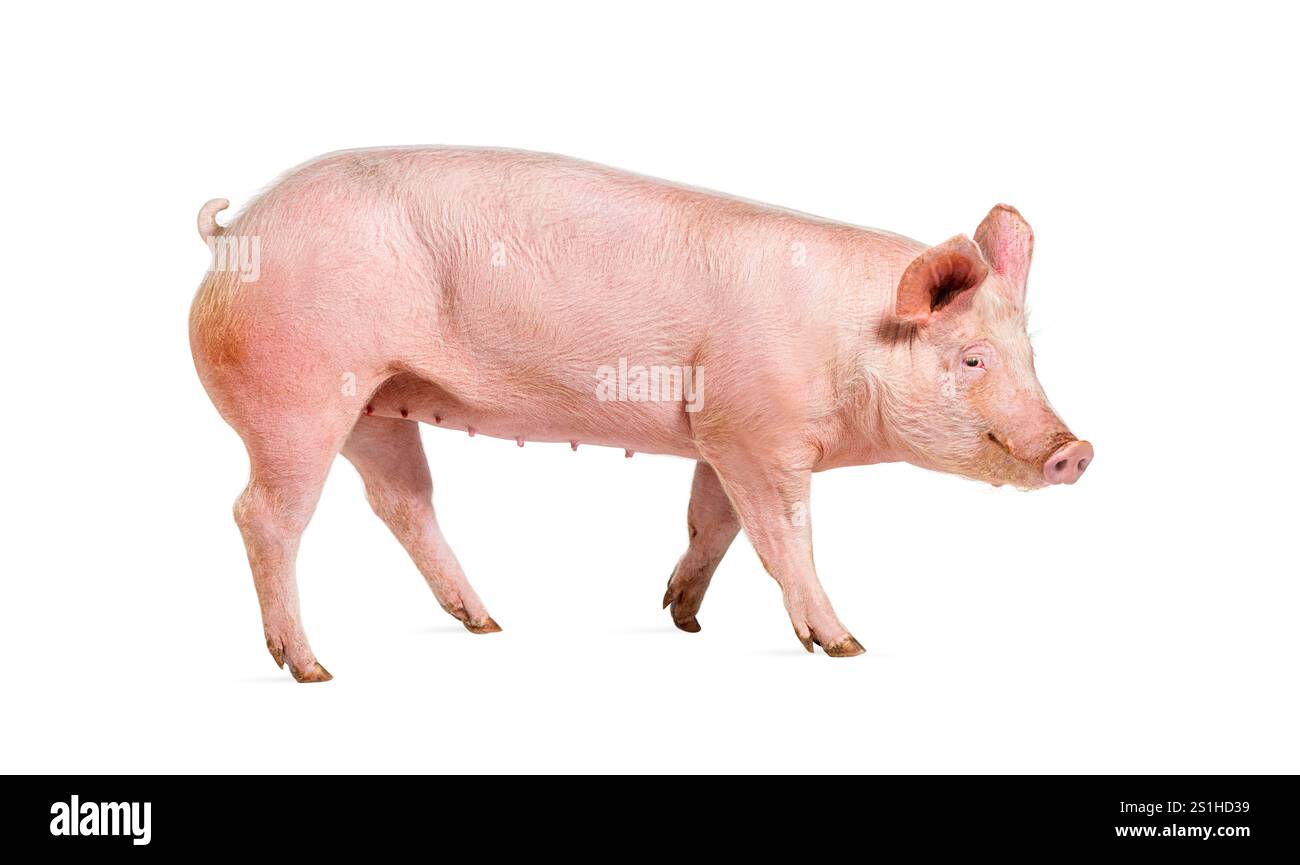 Side view of a Domestic pig walking, isolated on white Stock Photo - Alamy