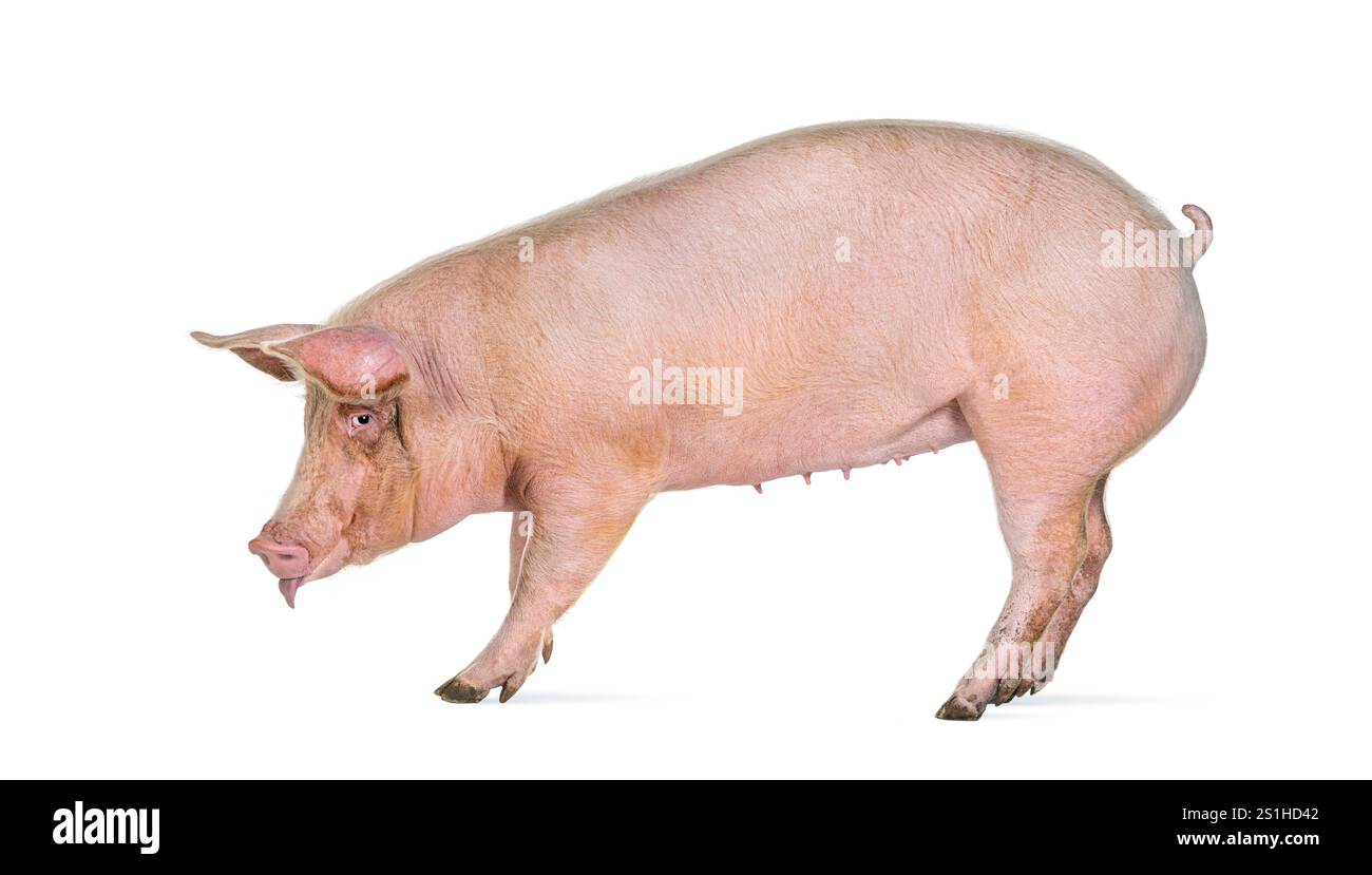 Pig sticking out tongue hi-res stock photography and images - Alamy