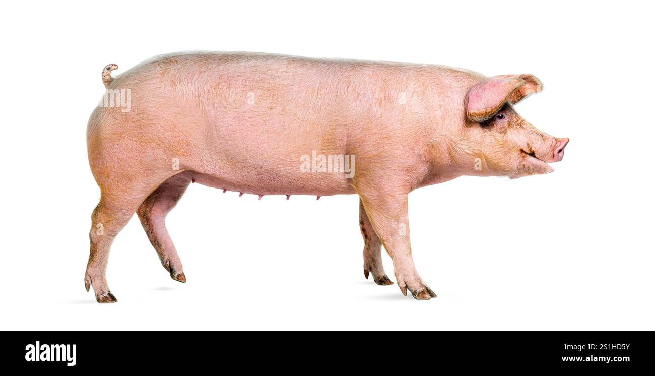 Side view of a Domestic pig walking, isolated on white Stock Photo - Alamy