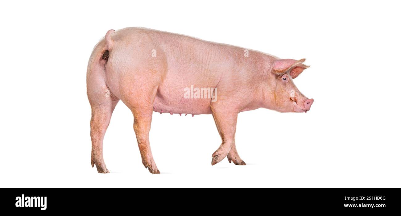 rear view of a Domestic pig walking and looking at the camera, isolated ...