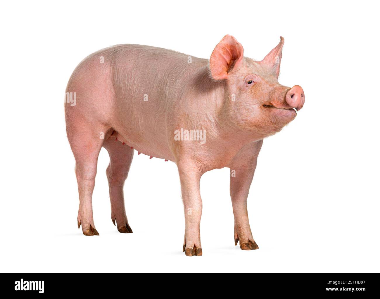 Domestic pig, isolated on white Stock Photo - Alamy